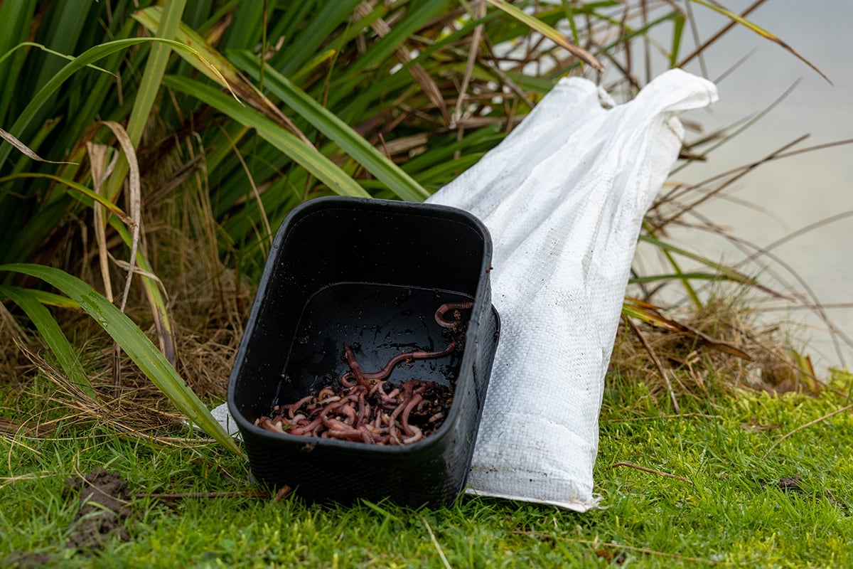 Bilsdale Worms | Dendrobaena Worms | Fishing & Composting
