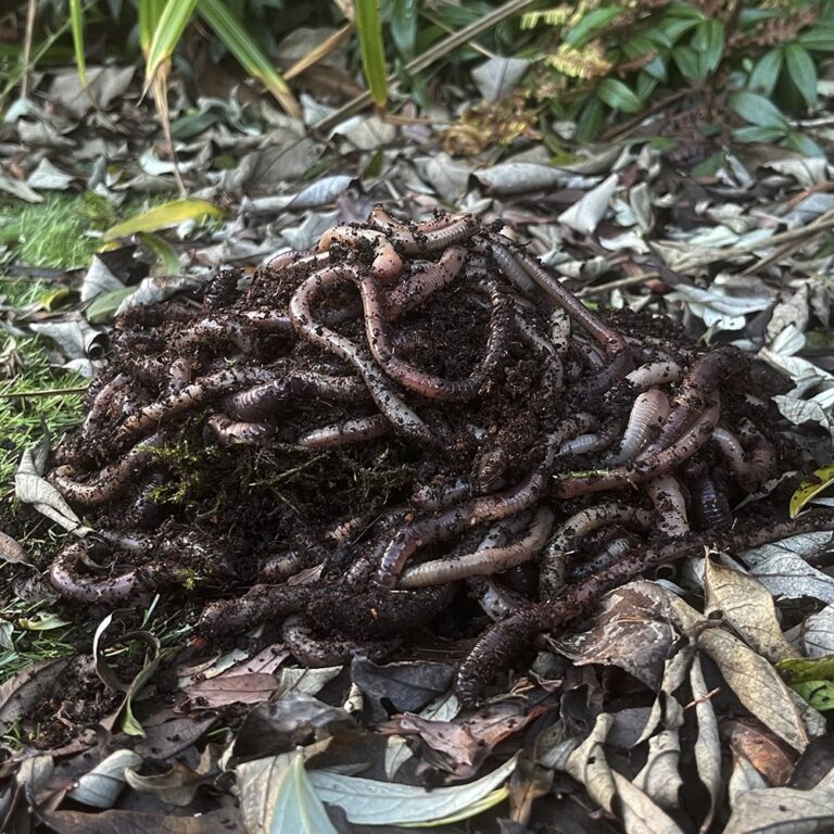 Bilsdale Worms - Dendrobaena Worms | Fishing and Composting