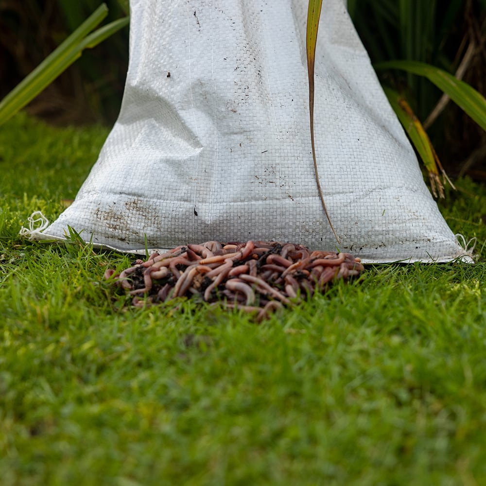 Bilsdale Worms | Dendrobaena Worms | Fishing & Composting