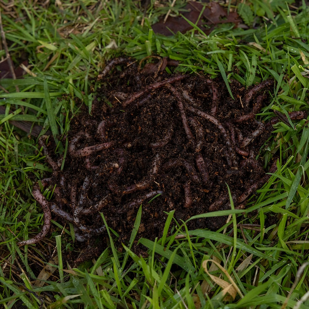 Bilsdale Worms | Dendrobaena Worms | Fishing & Composting