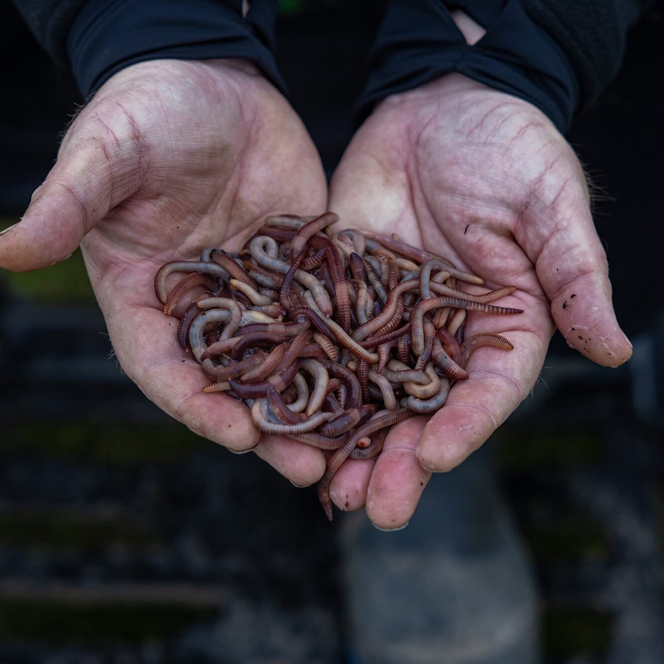 Worm Care | How to Keep & Handle Live Worms for Bait or Compost
